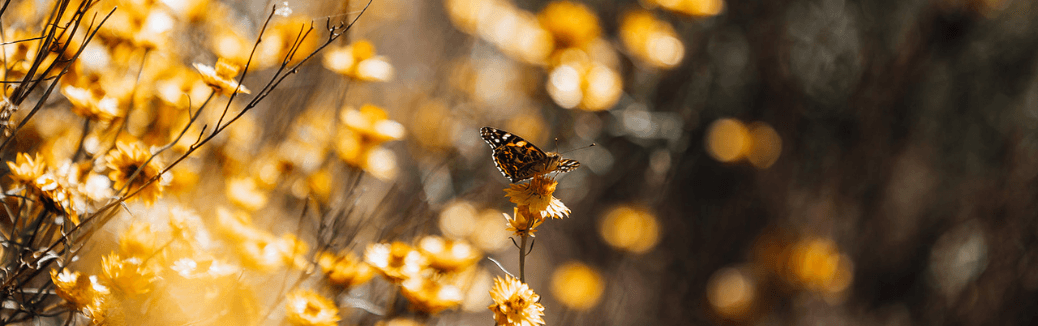 Off-Grid Tiny House Stays in Nature | Into The Wild Escapes
